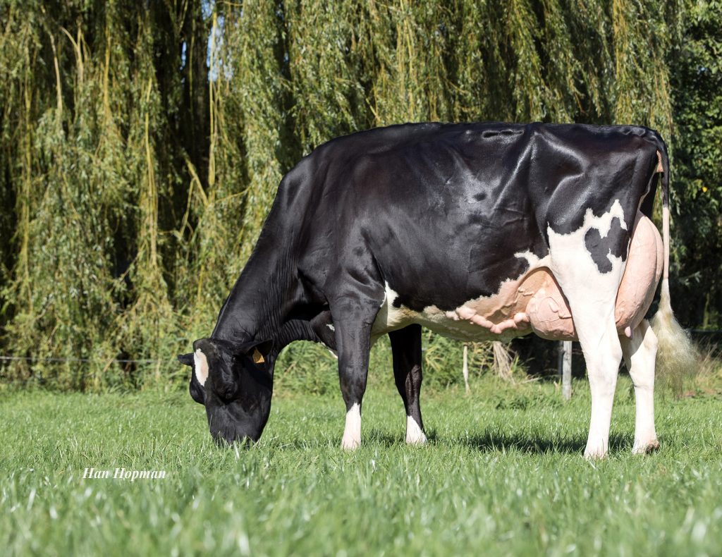 Over ons – Diamond Genetics