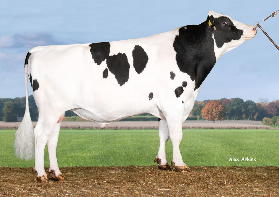 Over ons – Diamond Genetics