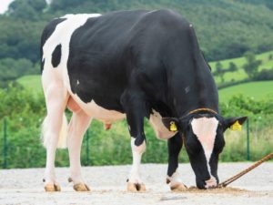 Over ons – Diamond Genetics