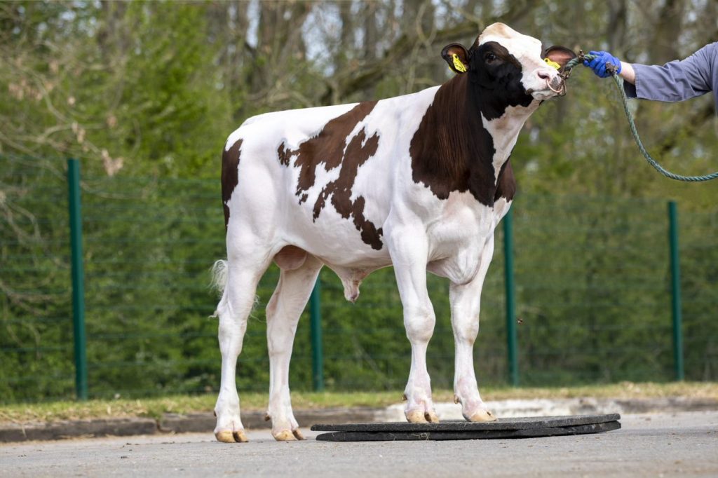 Over ons – Diamond Genetics