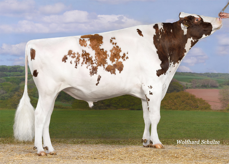 Over ons – Diamond Genetics