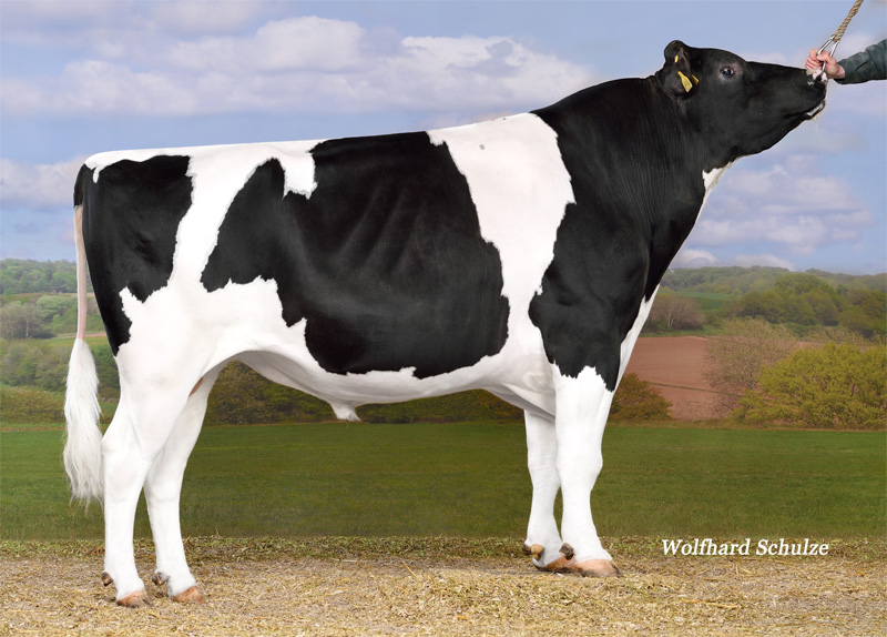 Over ons – Diamond Genetics