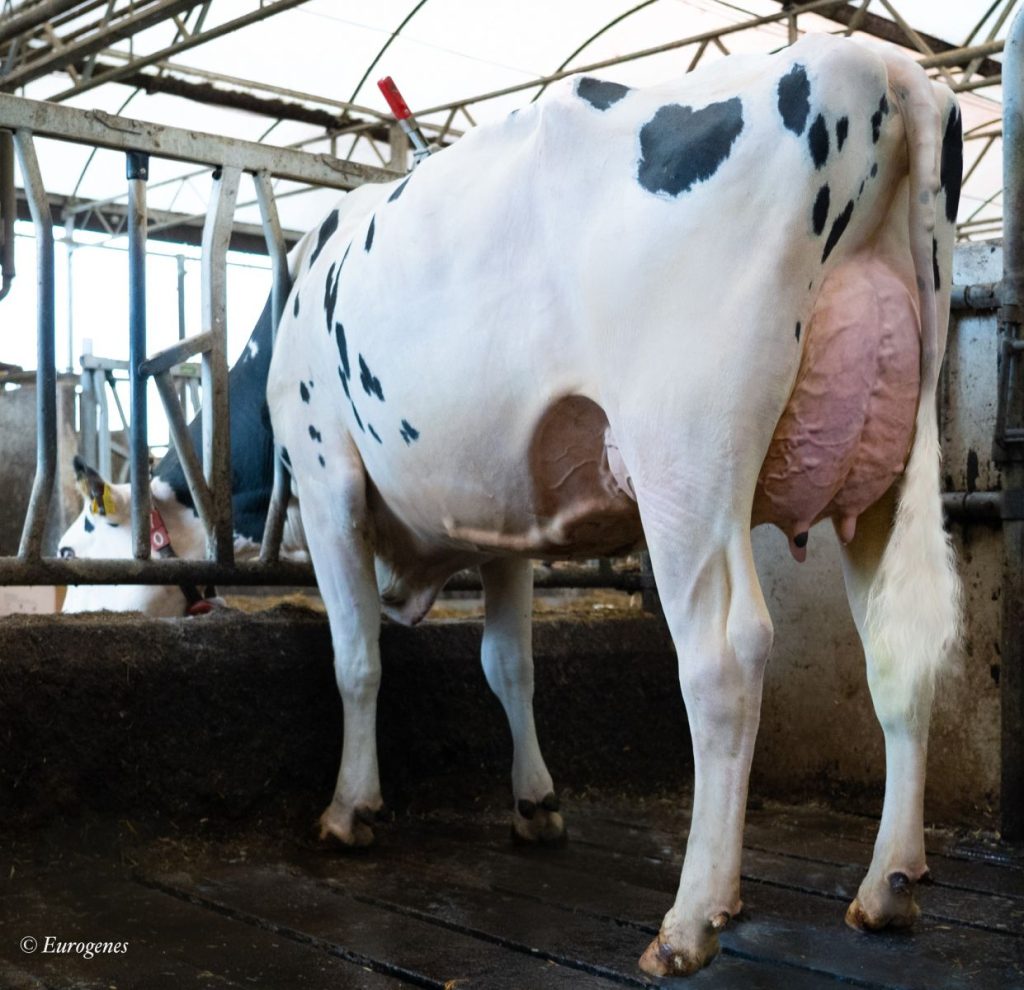 Diensten – Diamond Genetics