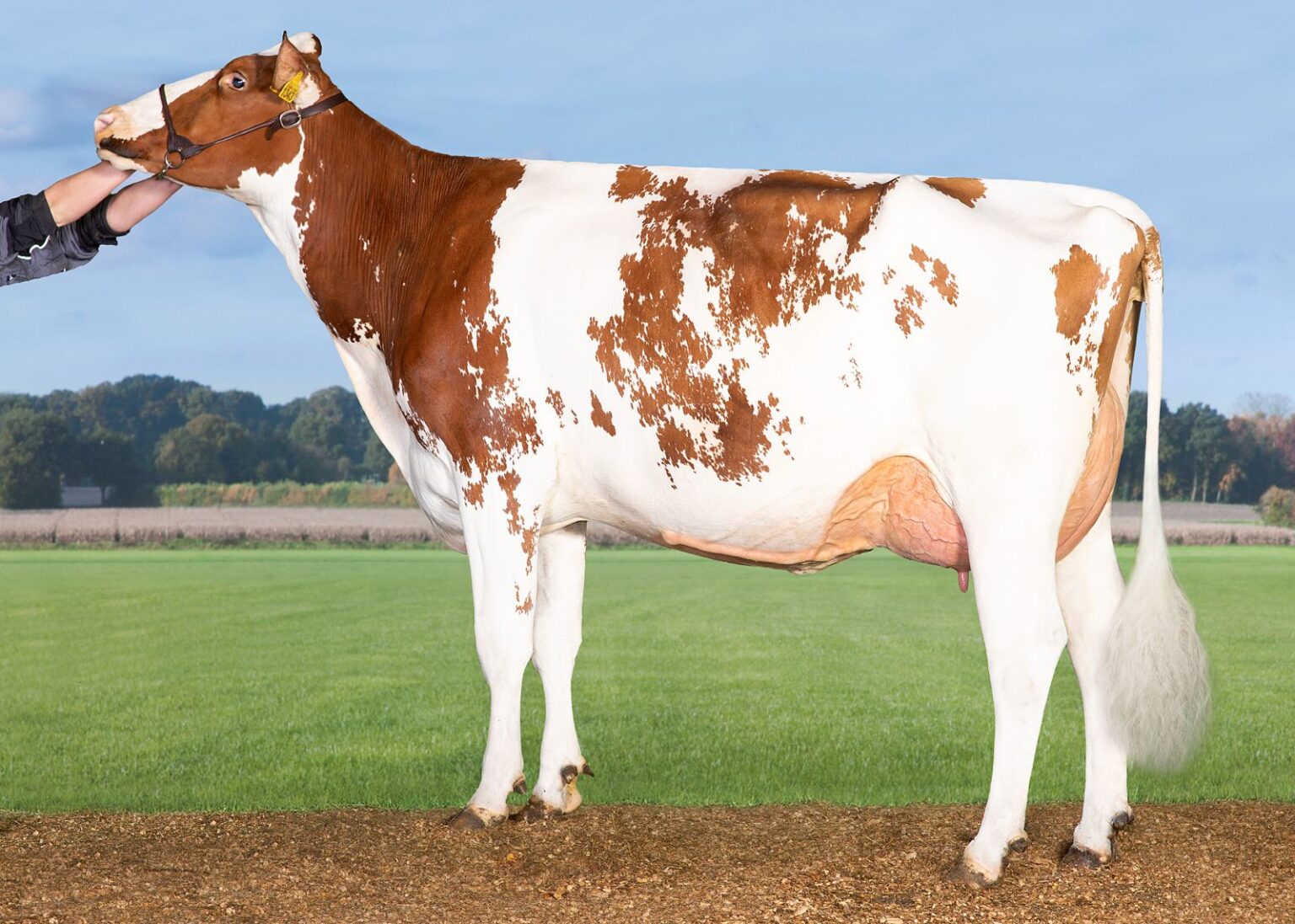 DG Donner – complete roodbonte stier uit de Tony Beauty familie ...